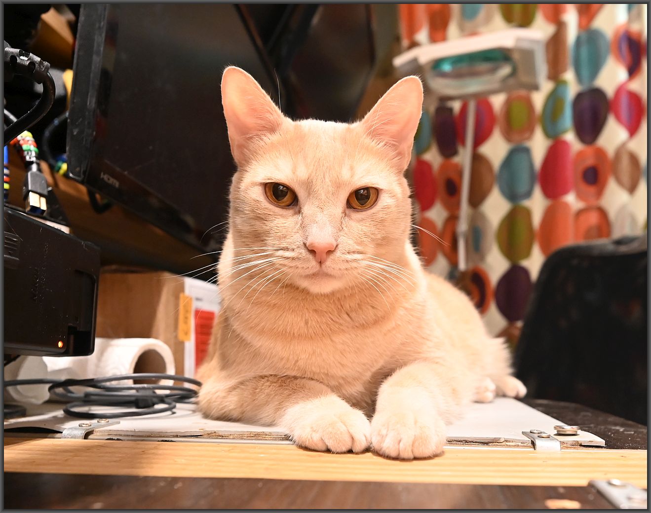 Hamilton & The Crew on Substack: "Serious Simba says, “Fuck this shit. Fuck all of this shit!”"