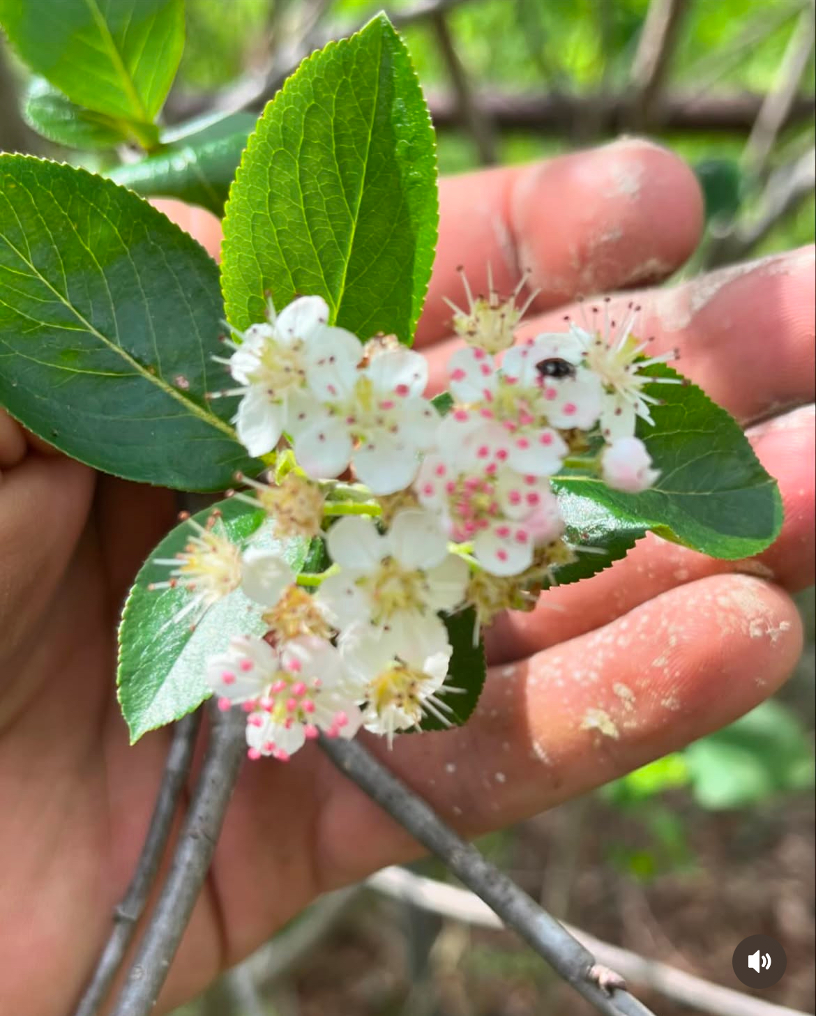 What Is Homegrown National Park? - Backyard Berry Substack