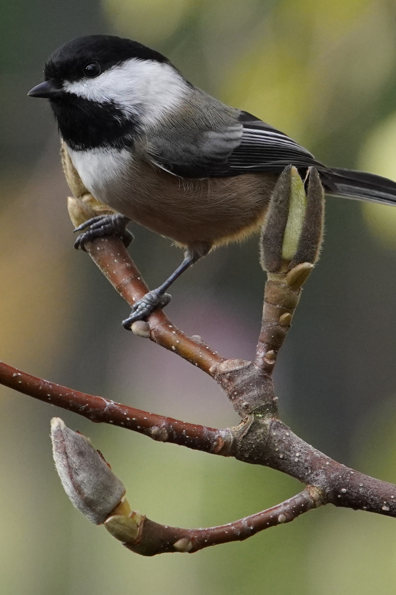 chickadees and chickarees - by liza.deare - normal birds