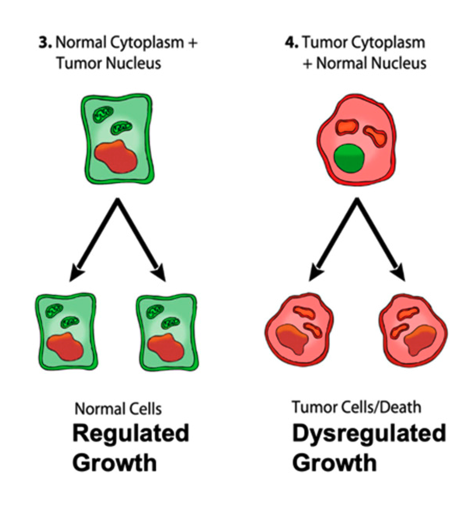 The Evolution And Validation Of The Metabolic Theory Of Cancer