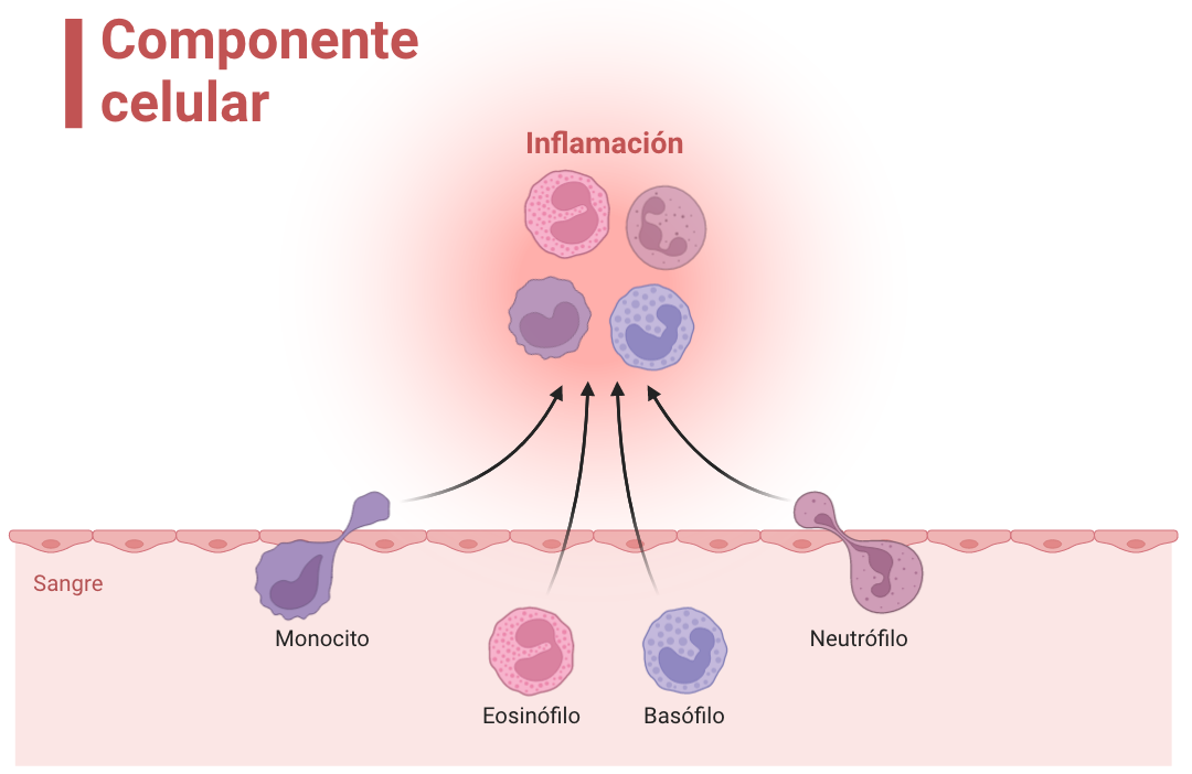 Inflamación: ¿Qué es y cómo se produce? - by OdontoBio