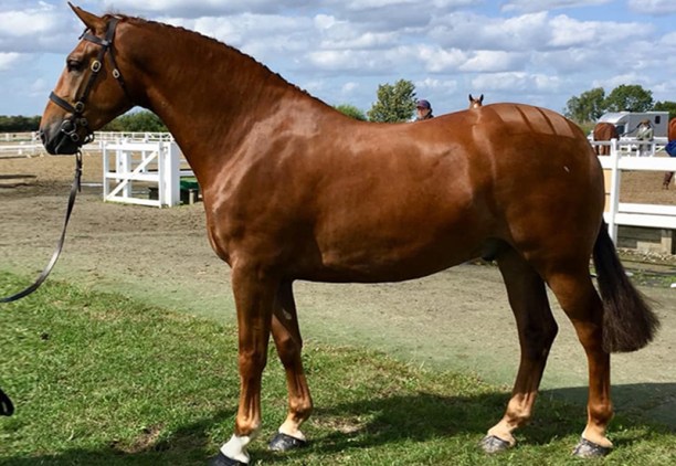 The Irish Draught Horse – 10 Incredible Facts