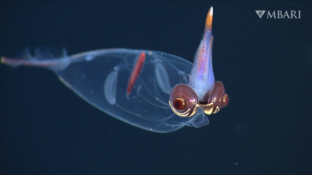 A Deep Dive into Monterey Canyon, California's Great Abyss
