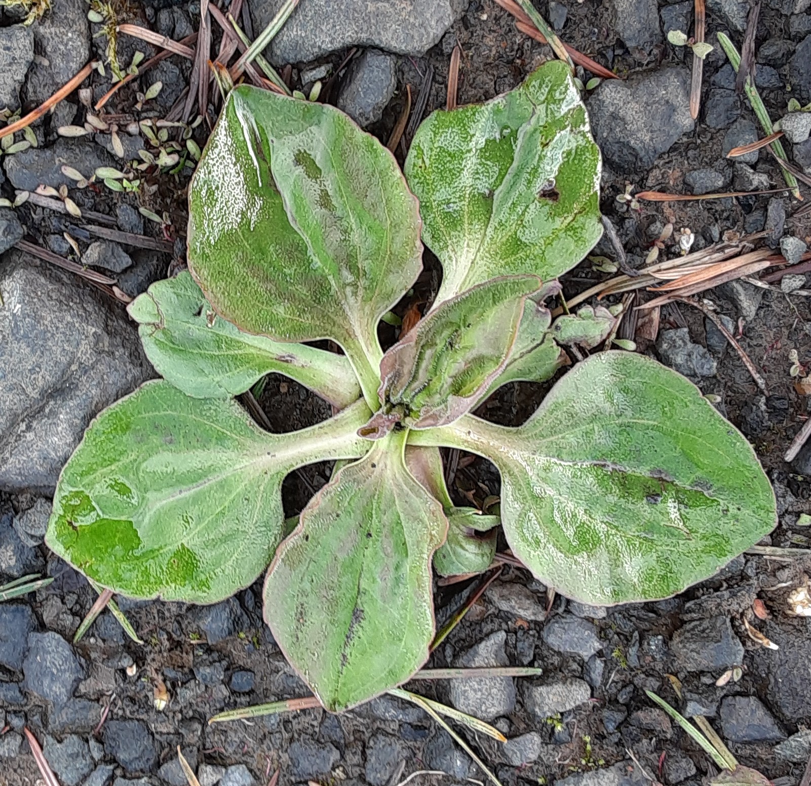 Basal Rosette Leaf Arrangement