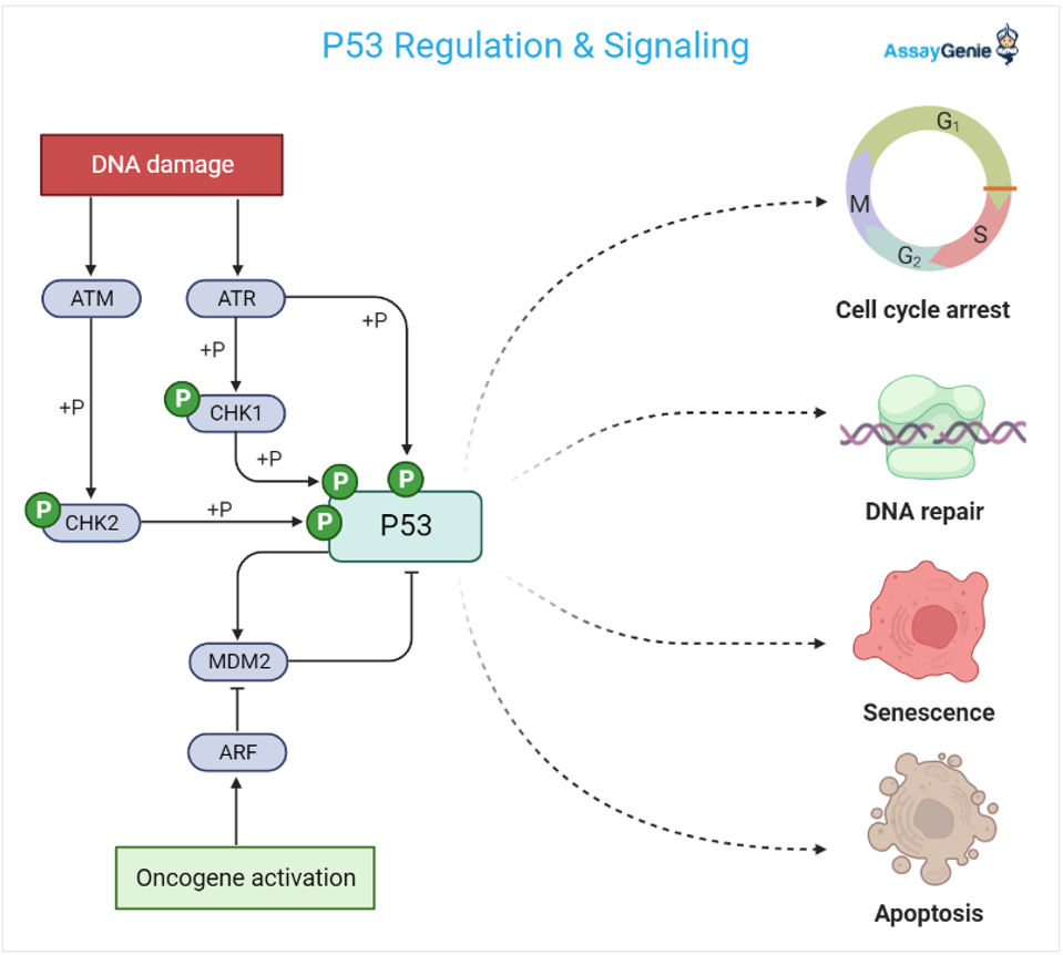p53: The Master Cancer Suppressor, and Why Circadian Biology Controls ...
