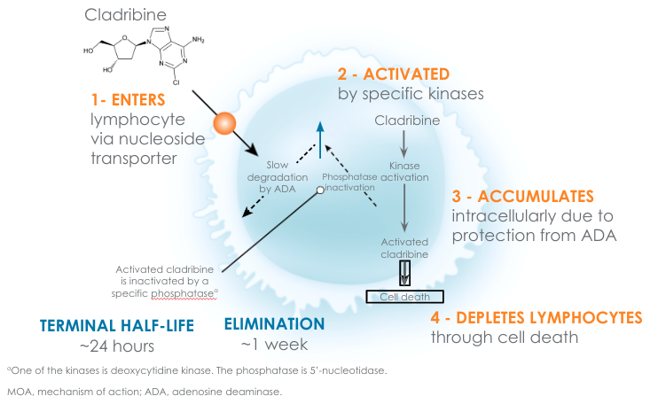 Cladribine - by Gavin Giovannoni - MS-Selfie