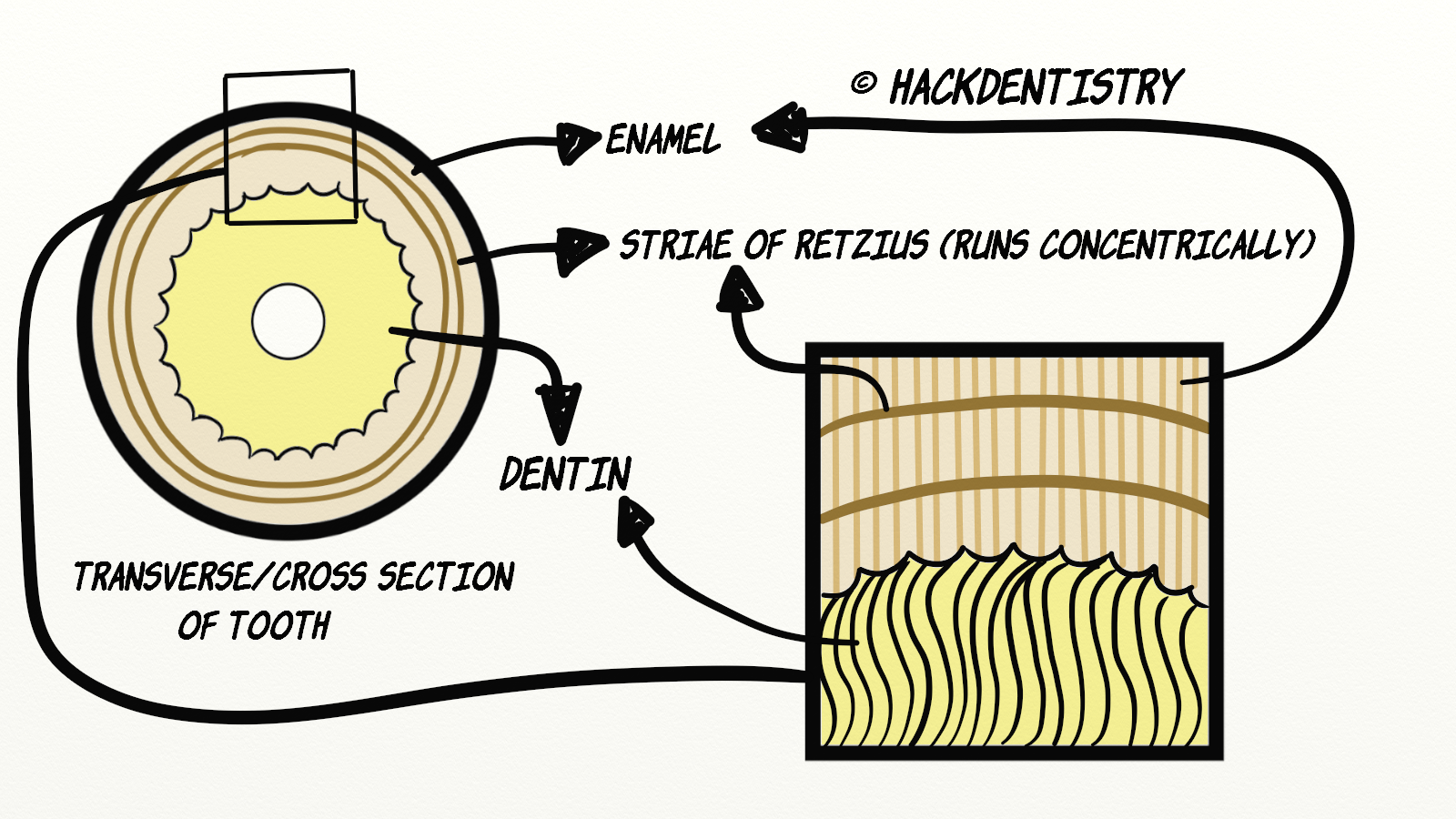 Structural features of enamel (Note) - HackDentistry
