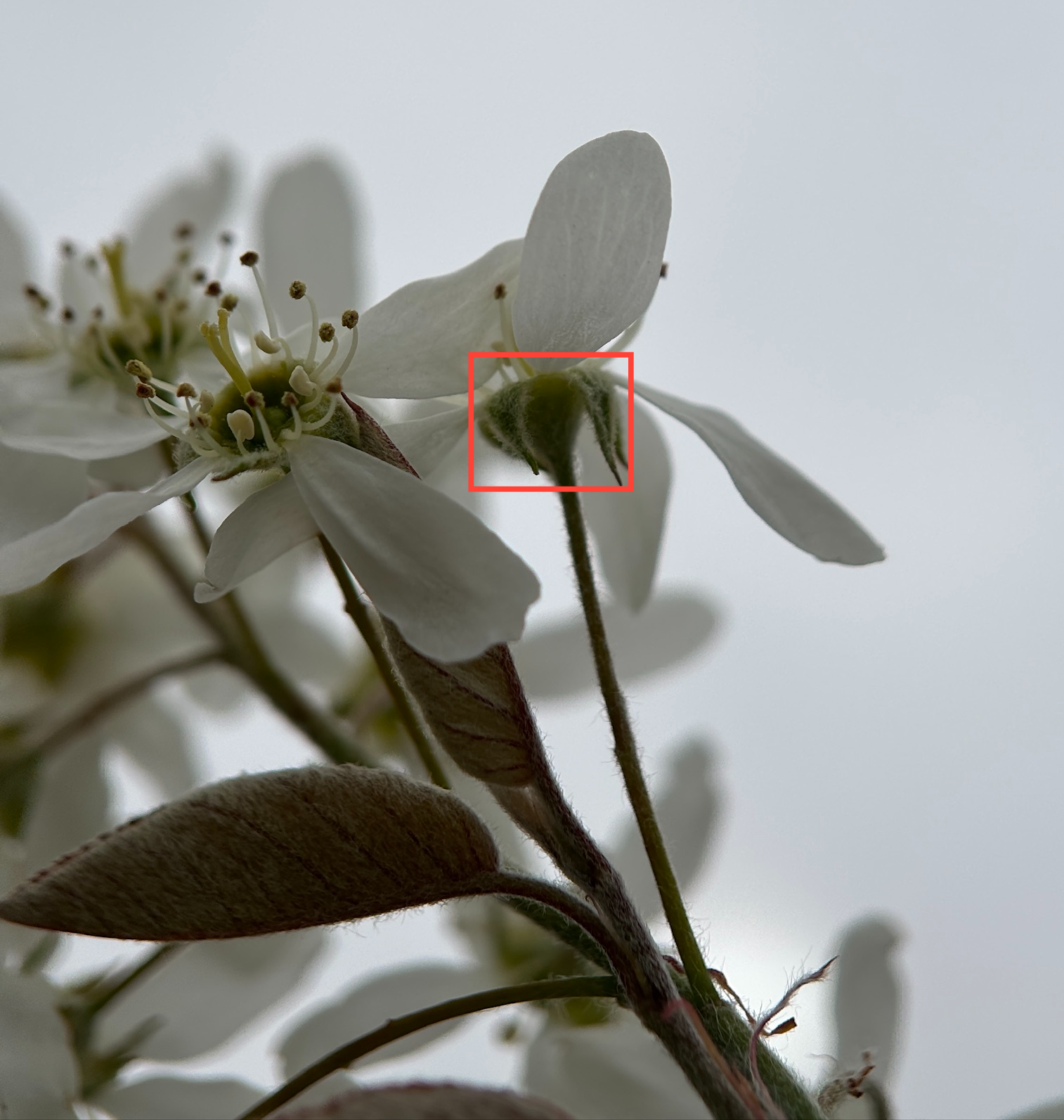 The rose family (Rosaceae) - Plants in Plain Language
