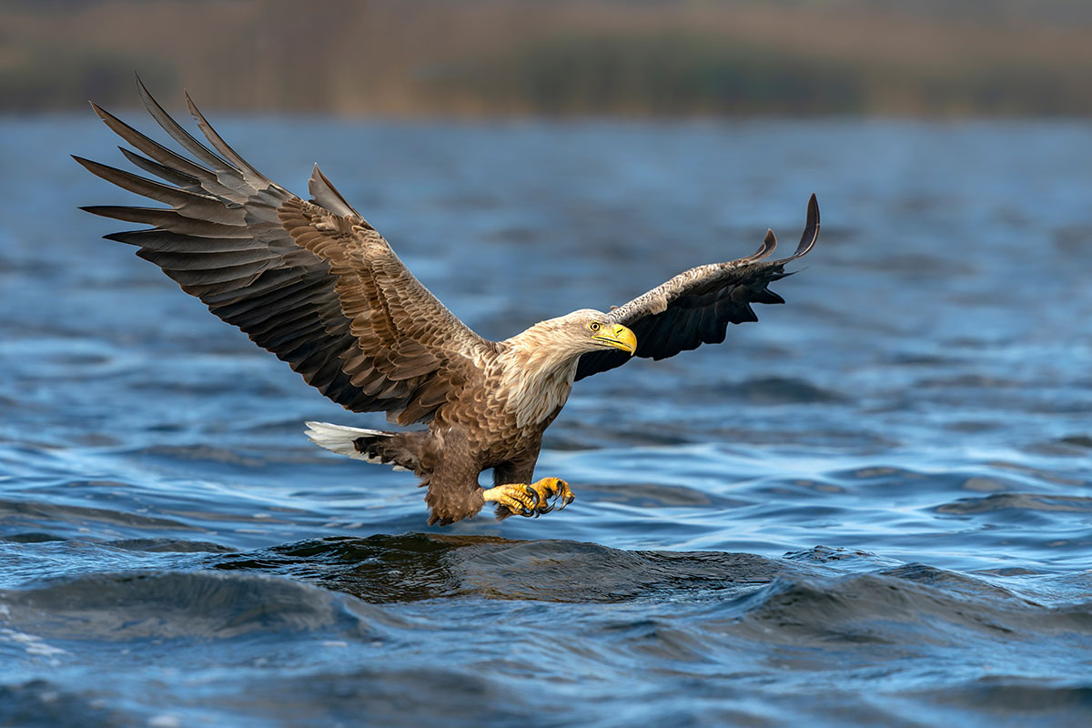The White-tailed Eagle: The Revival of Britain’s Largest Bird of Prey