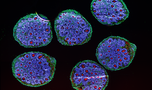 Organoids, AI, and the FDA’s Move Away from Animal Models