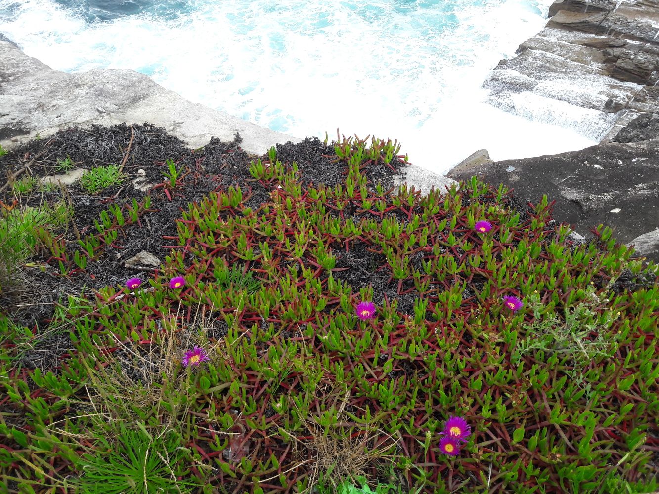 Karkalla/Pigface - by J.P. - Bush Food Forager