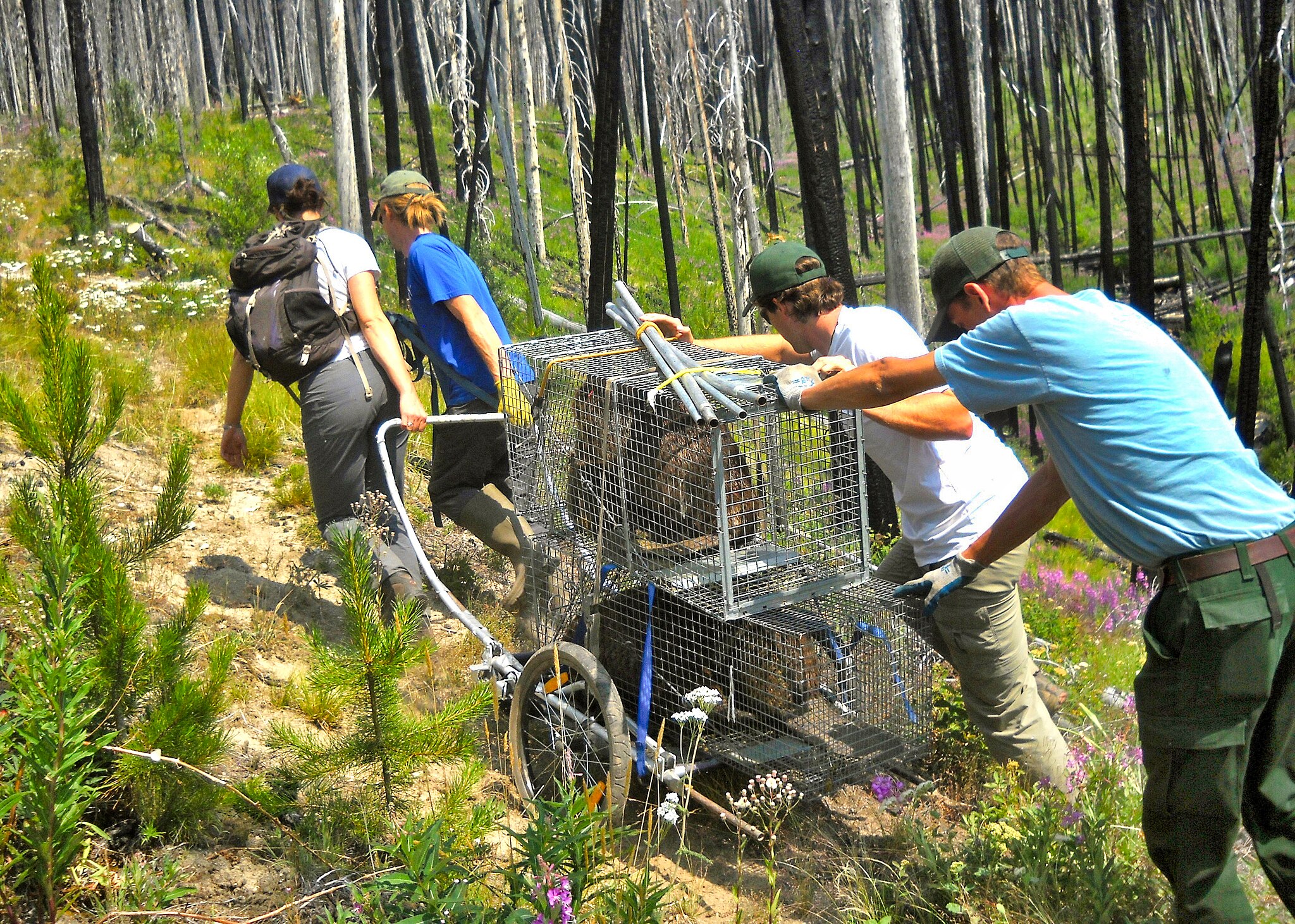 We can't just leave it to beavers: how we can improve the success rate ...