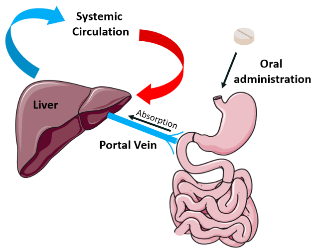 Efek lintas pertama: mekanisme dan contoh obat - by Sarmoko