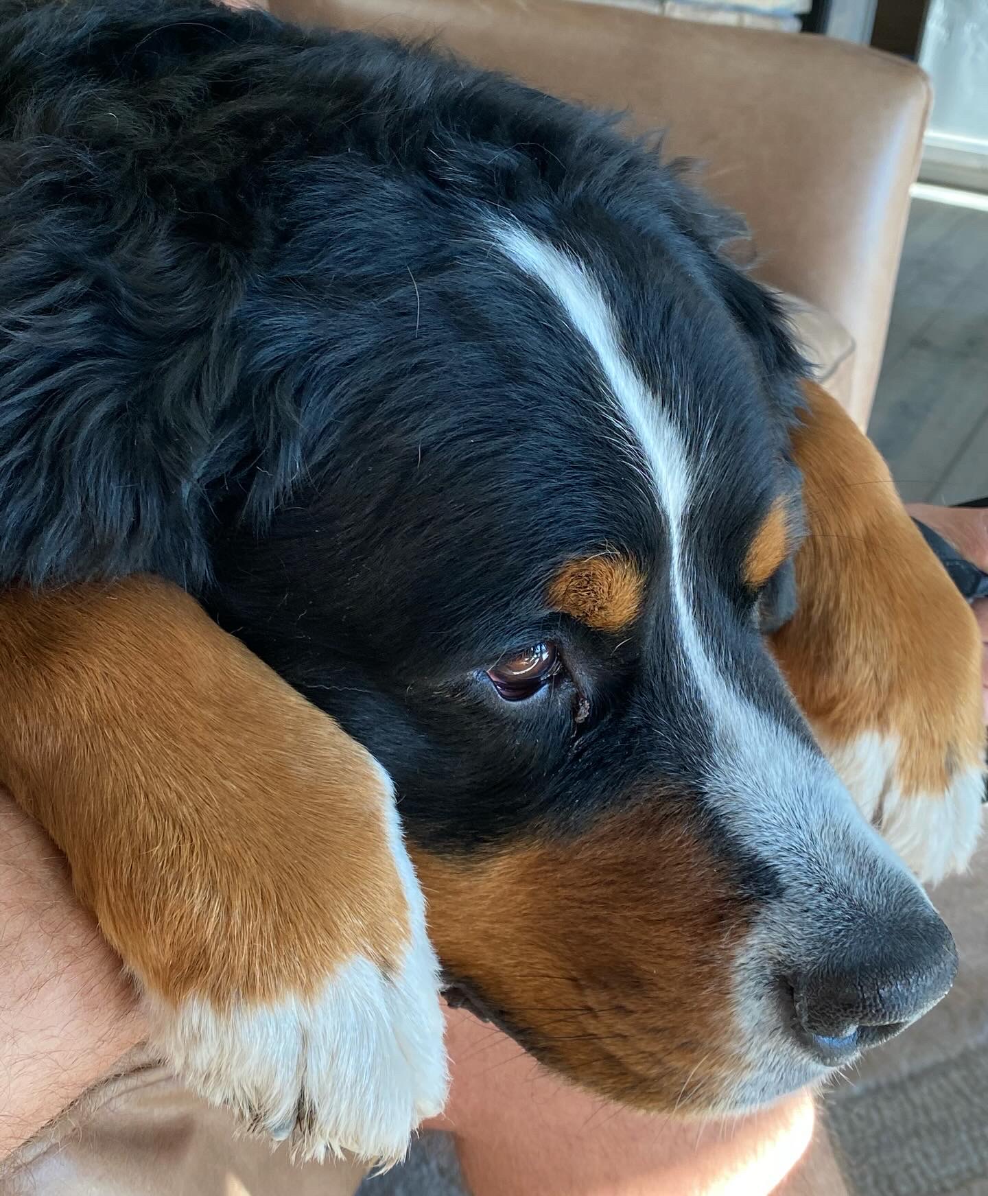 Steve Schmidt on Substack: "Teddy was a king. He was the most beautiful and gentle animal I have ...