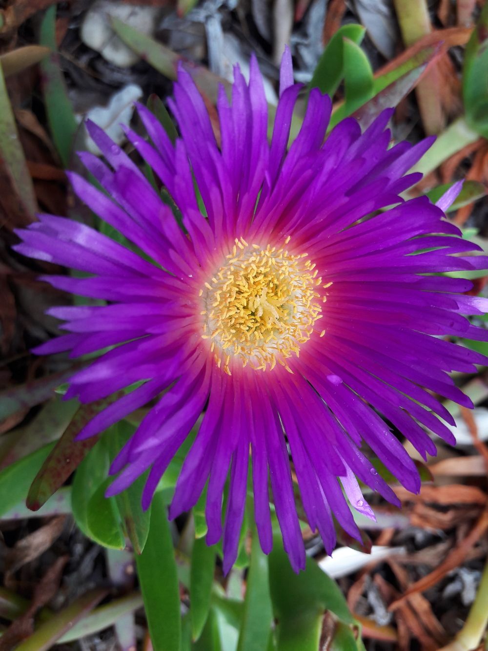 Karkalla/Pigface - by J.P. - Bush Food Forager