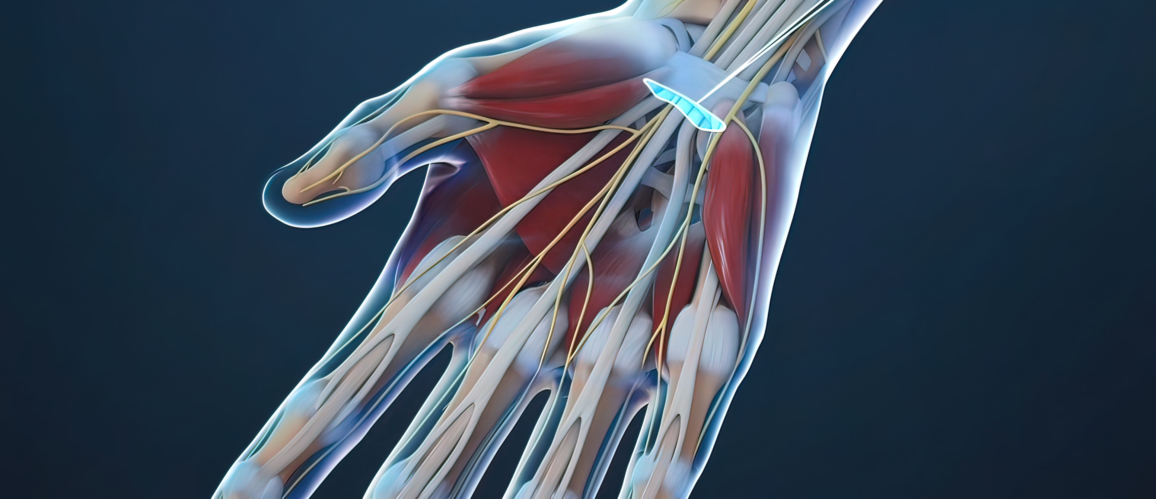 Addressing Muscular Imbalances: A Holistic Approach to Treating ...