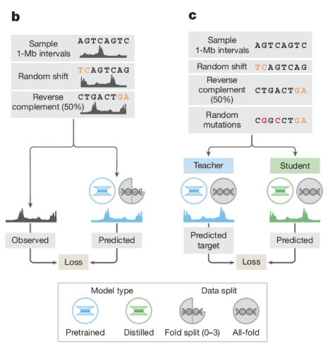 Advancing regulatory variant effect prediction with AlphaGenome
