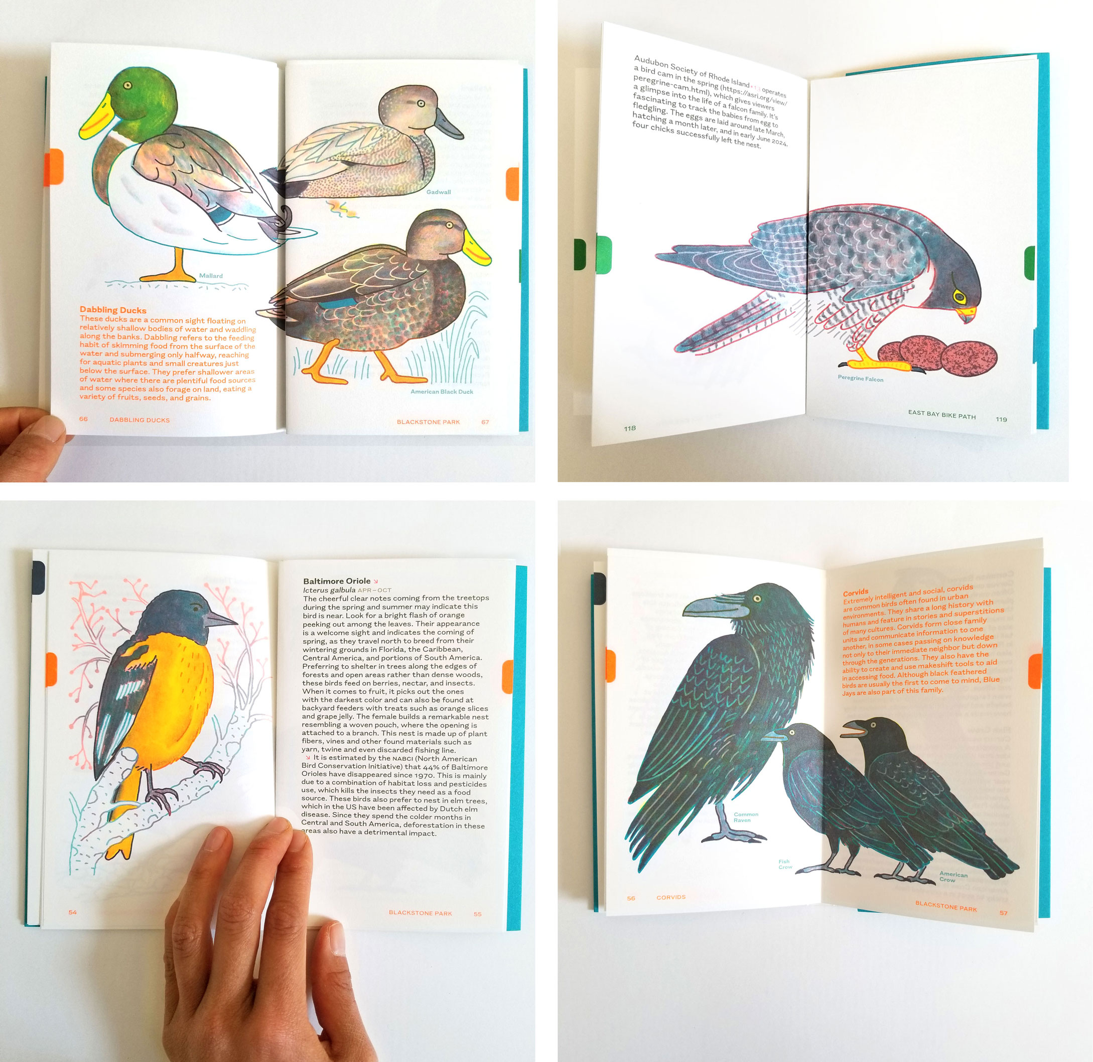 100 Birds of Rhode Island - by JooHee Yoon
