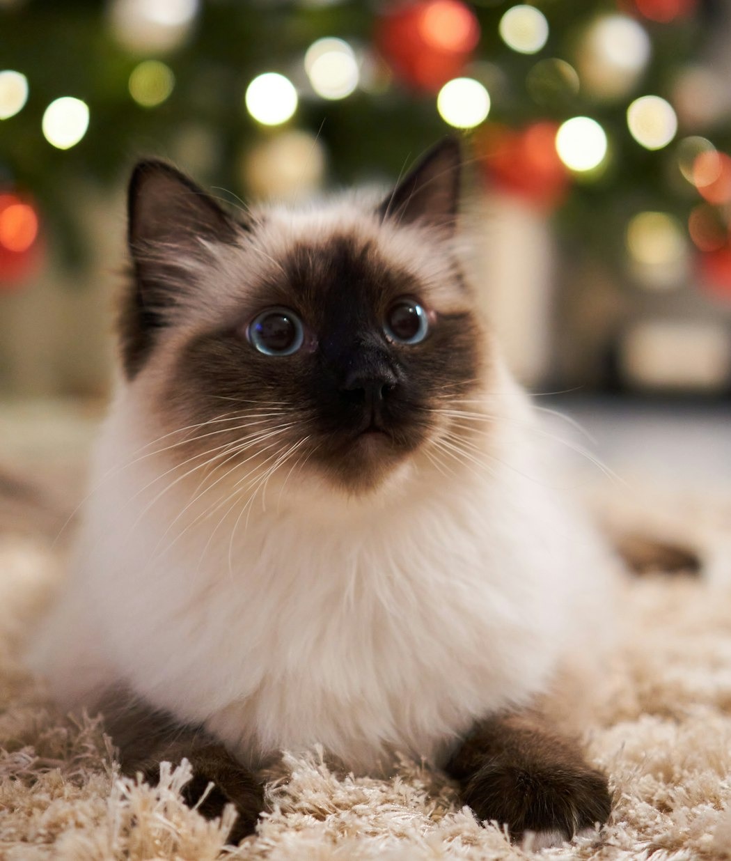 The Science of Cat Coat Colors - by Xenia Jones