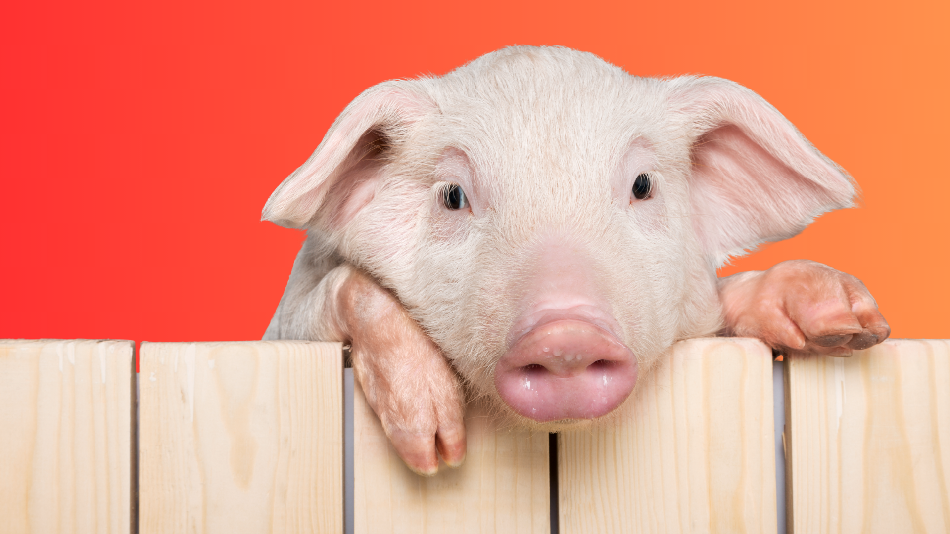 A Sounder of Pigs... - by Rachel Boyce