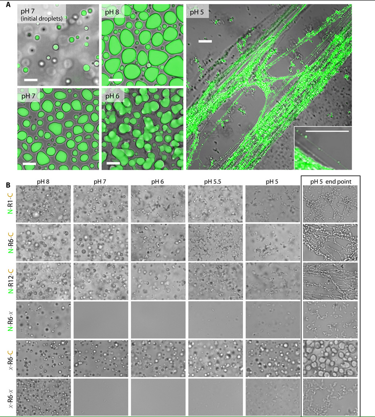 Spider Silk Polyamide Polymers Applications In Self Assembly ...