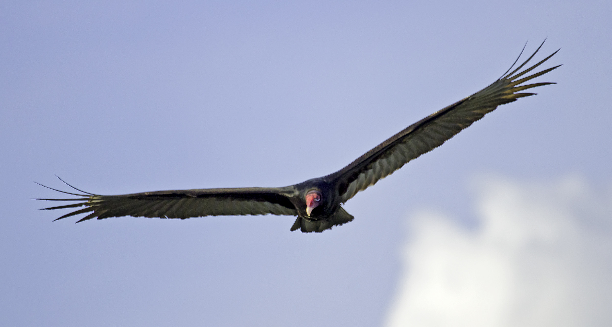 Vultures and the Culture Wars - by Bryan Pfeiffer