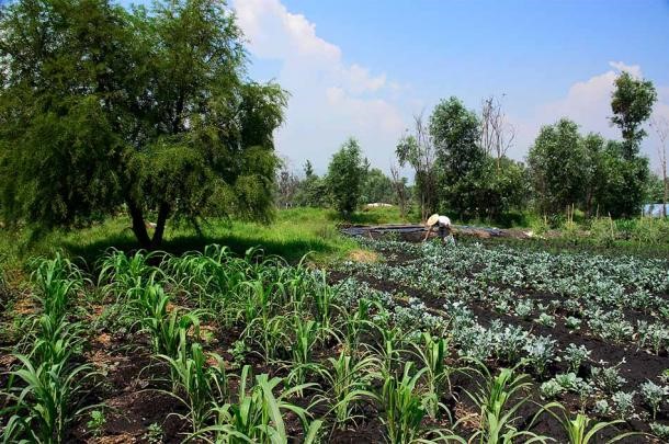The Ingenious Aztec “Floating” Farms of Mexico