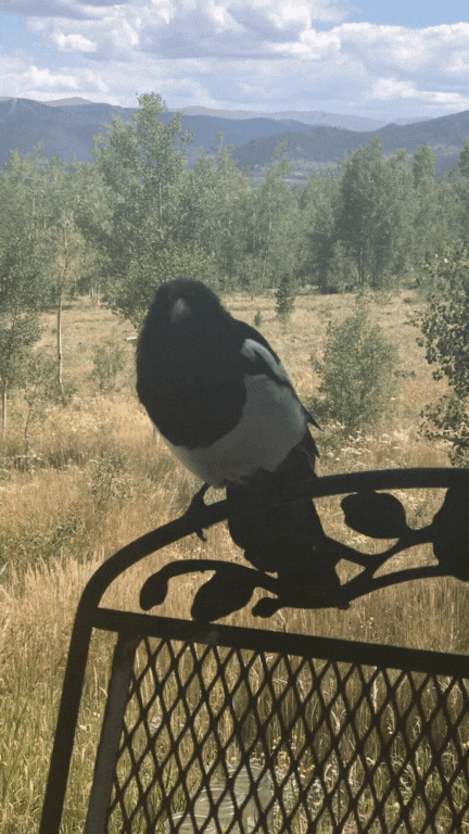 Magpie Medicine and Finding Your Worth - by Juniper