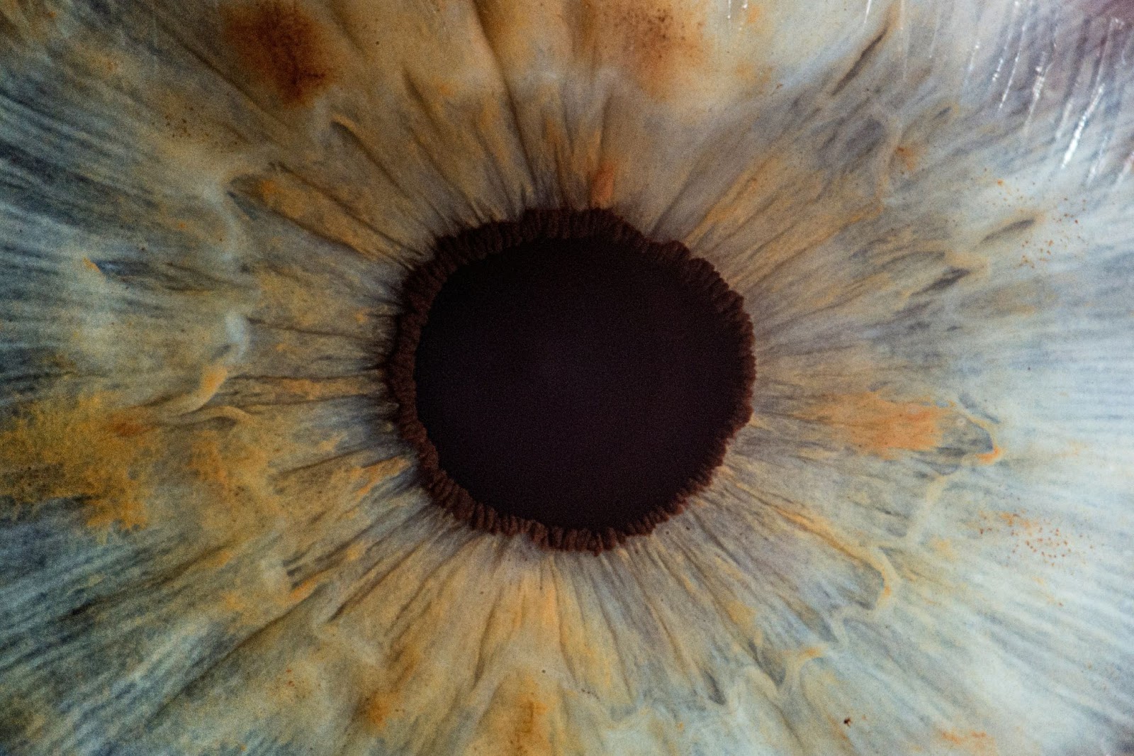 Our Genetic Constitution - by Palladium Editors