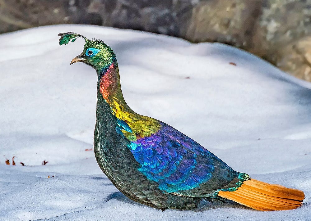 10 Fascinating Facts About the Himalayan Monal