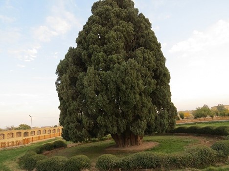 The Cypress of Iran: A Tree Rooted in History, Myth, and Art