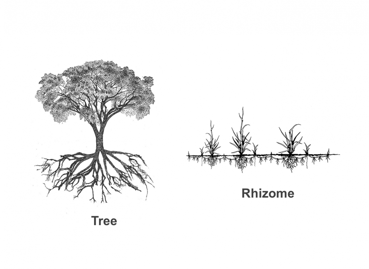 Rhizome: A Radical Framework for Thought and Being
