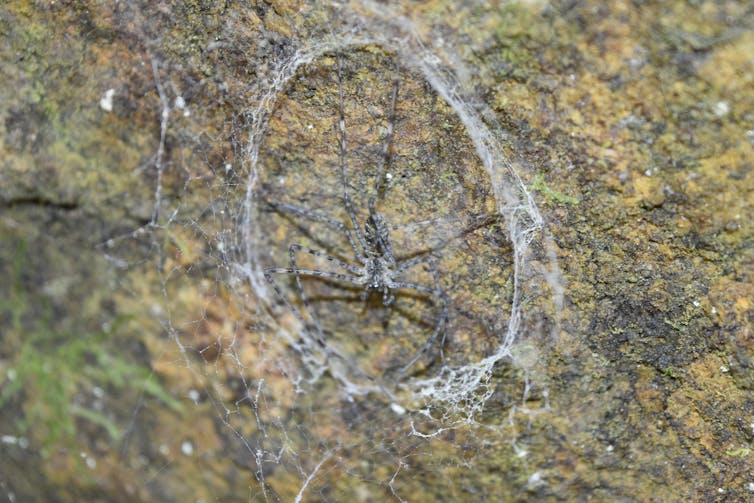 The history and evolution of spider webs