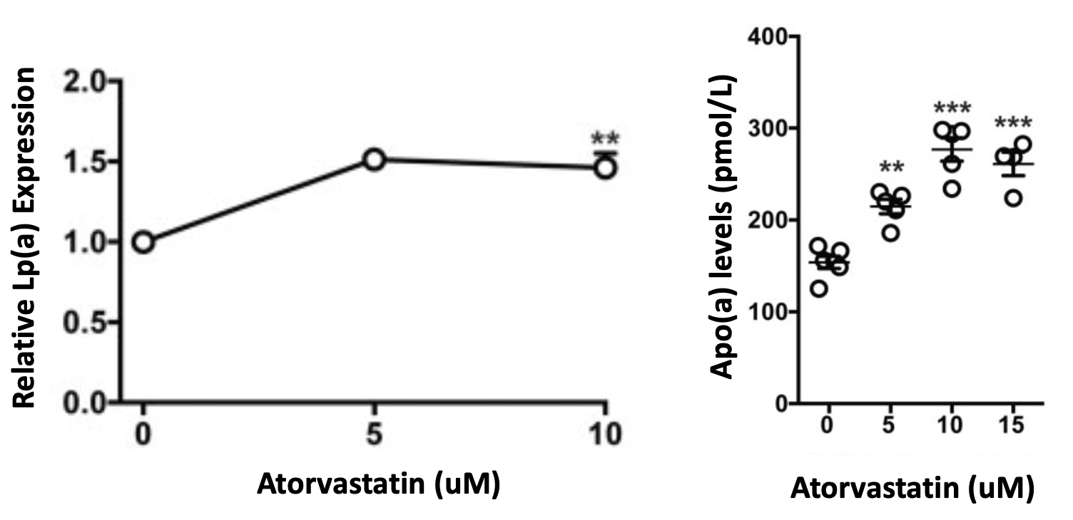 Lp(a) Explained: Genetics, Risk, and What You Can Actually Do