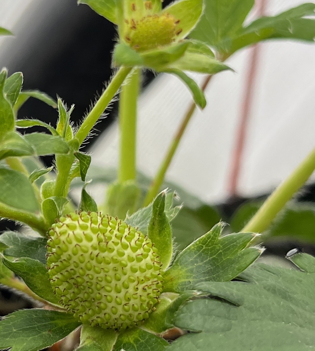 Hannah Swierstra on Substack: "My entry for @Patrik L photo challenge - Passion Project. My main ...