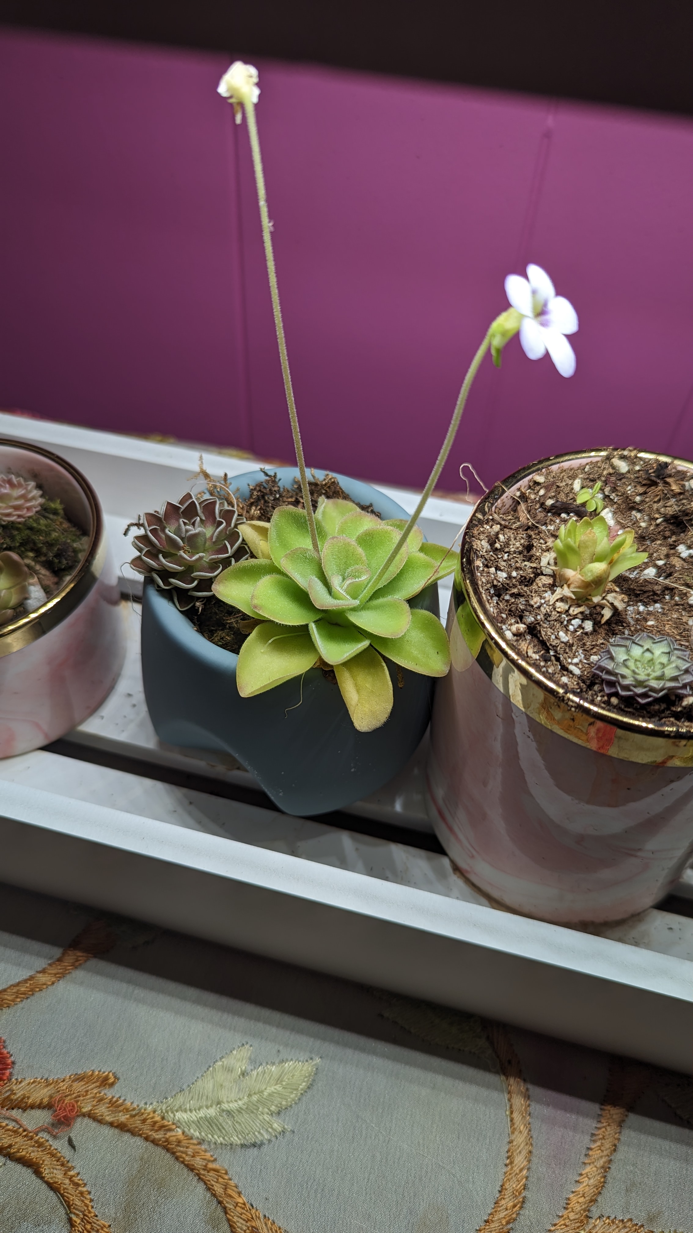 My favorite super-easy plants - by Zawn Villines