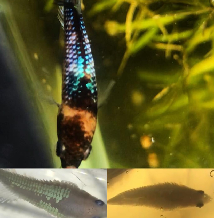 Treating Dropsy in Bettas - by Jessie Lynn Billington