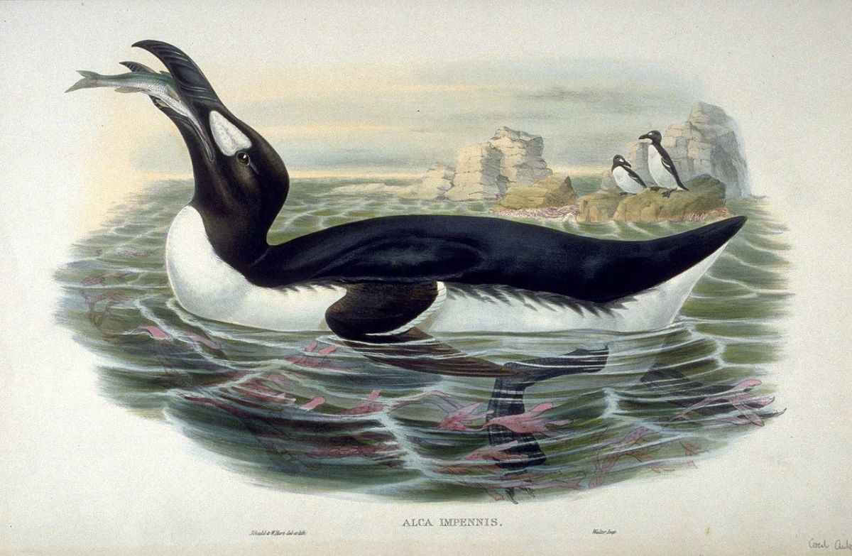 The Great Auk: Vanished Seabirds of the Atlantic