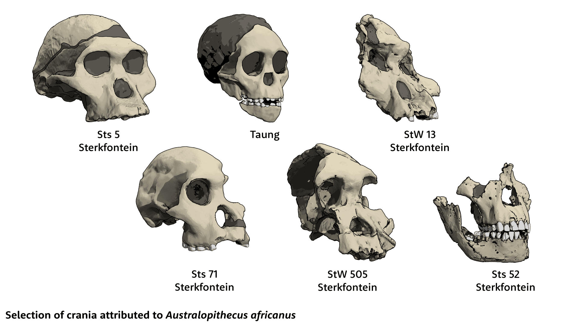 Guide to Australopithecus species - John Hawks