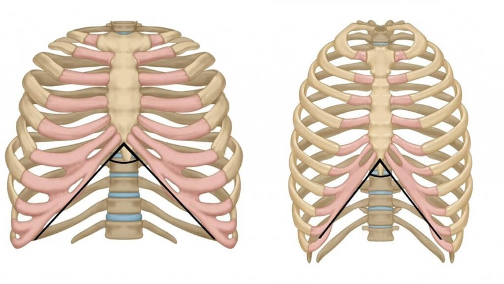 The Infrasternal Angle: What it means and it's significance in movement