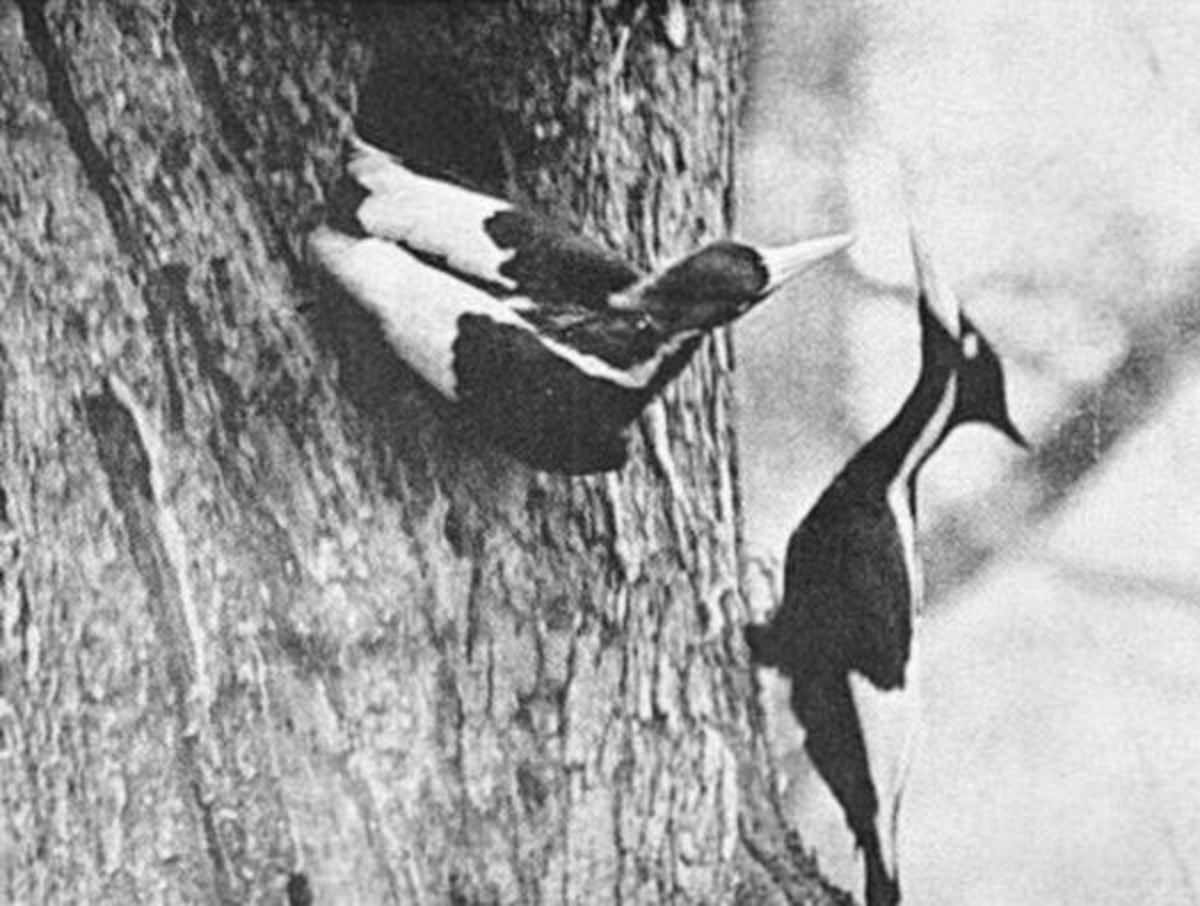 Ivory-Billed Woodpecker: The Rise and Fall of the “Lord God Bird”