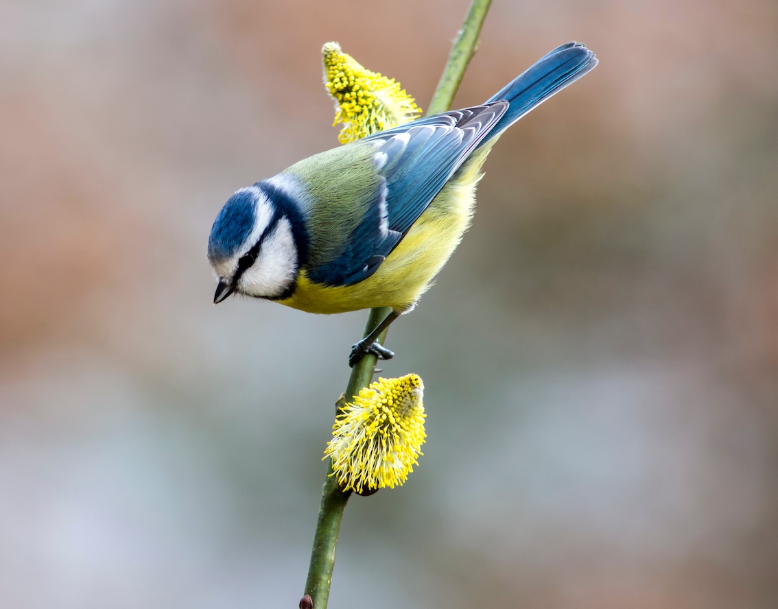 Pollinisation : quand oiseaux et mammifères jouent les butineurs