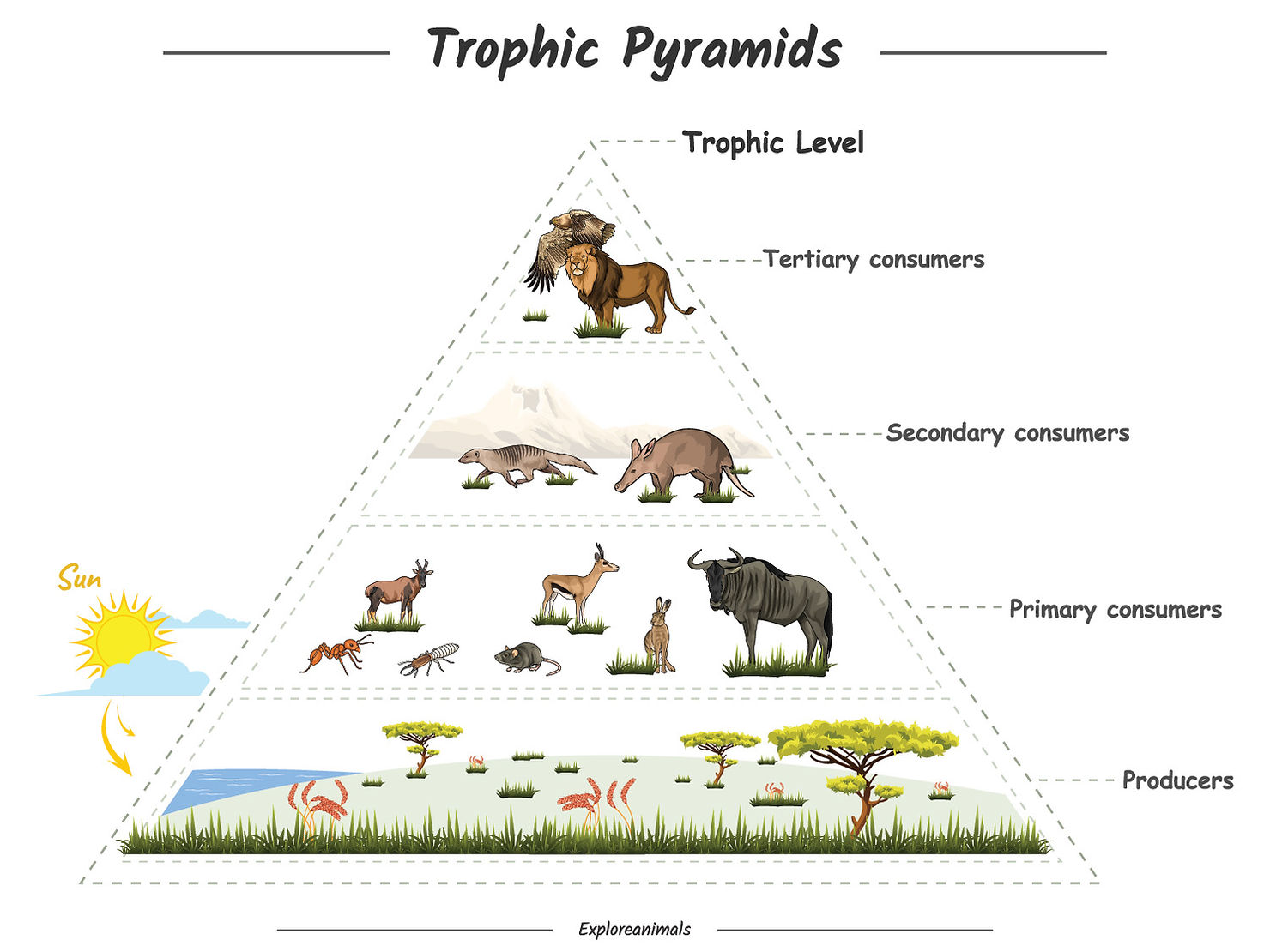Trophic Levels - by Tanner Janesky