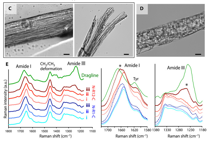 Spider Silk Polyamide Polymers Applications In Self Assembly ...