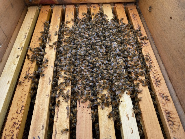 Cook for the bees: Homemade sugar bricks - Tara Lynne Today