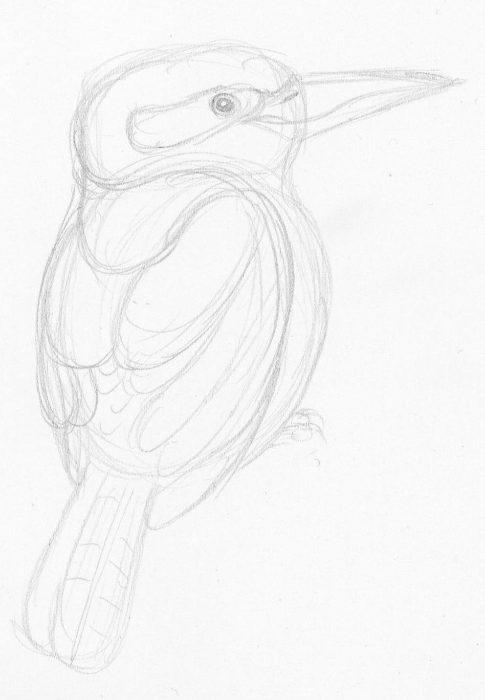 How to Draw - Kookaburra - by Zinia King - Zinia’s Substack
