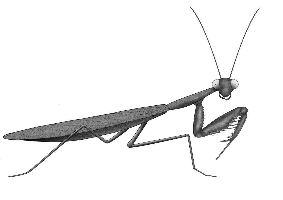 Critical Thinking Explained - by Dr Peter Ellerton, PhD