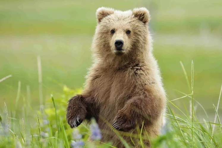 Bear Symbolism: Path of Strength and Inner Peace