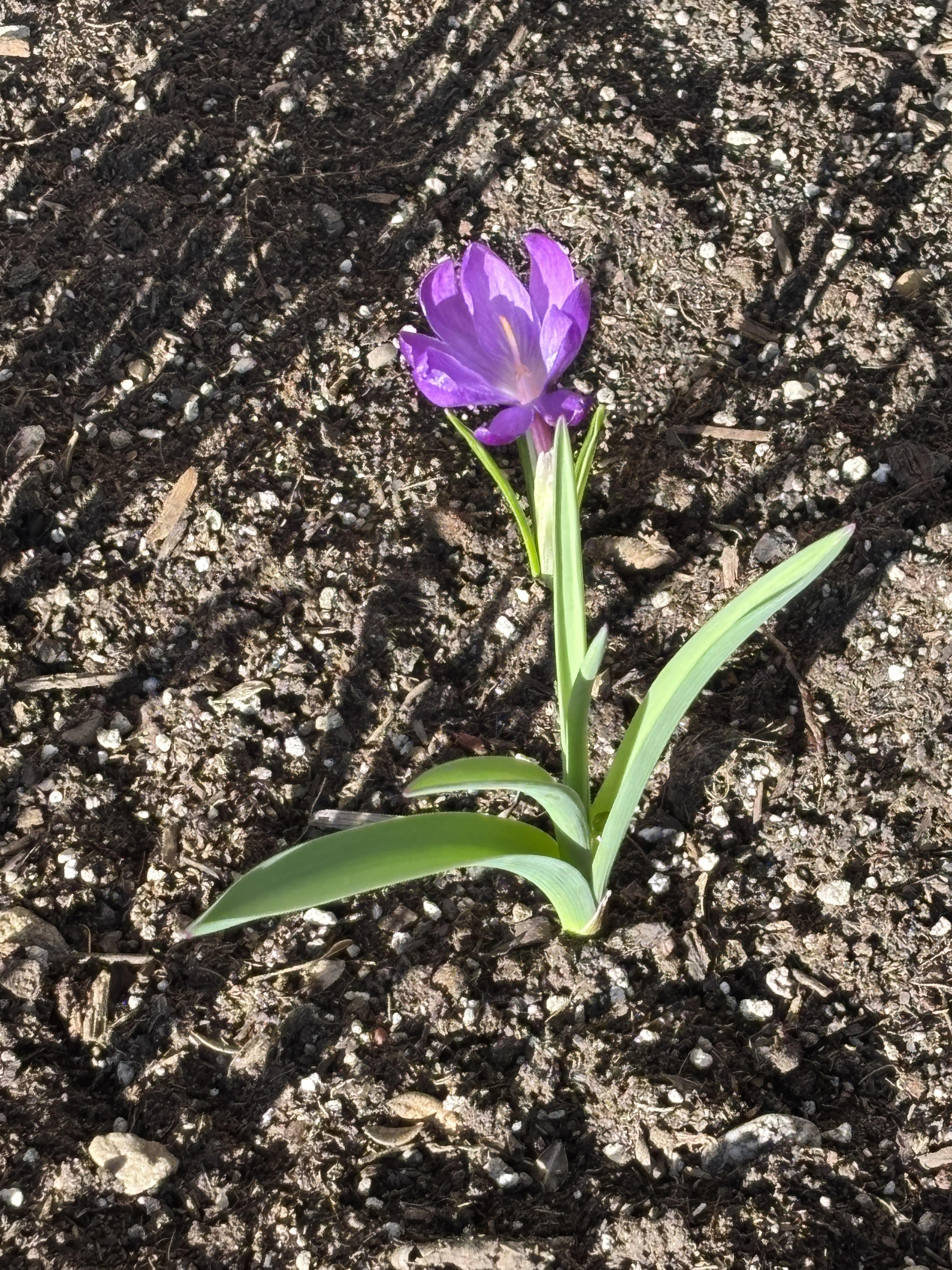 The Prairie Crocus, a Canadian Wildflower