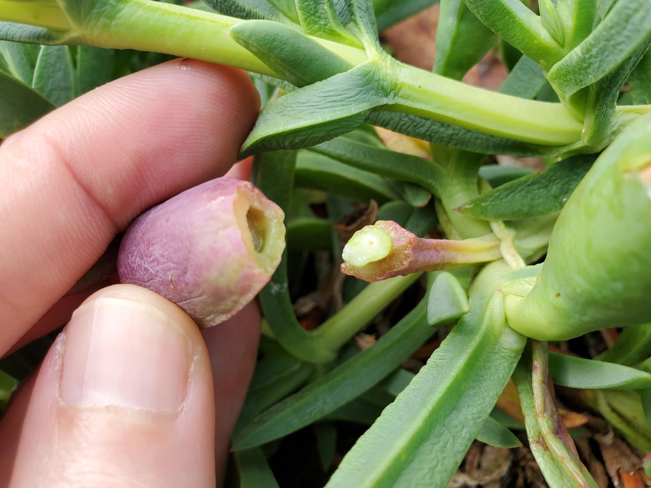 Karkalla/Pigface - by J.P. - Bush Food Forager